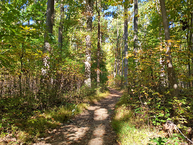 Fall's golden hour transforms ordinary hiking trails into pathways of pure magic. Robert Frost would approve of this road less traveled.
