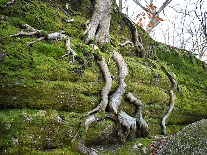 Tree roots embrace ancient rock like nature's version of a long-term relationship&mdash;stubborn, intertwined, and somehow making it work against all odds.