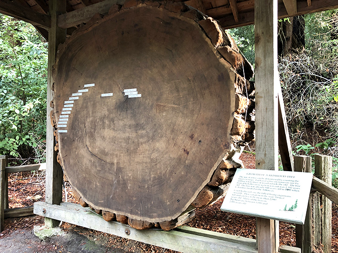 This cross-section of history tells more stories than your uncle at Thanksgiving. Each ring represents a year&mdash;some wet, some dry, all part of an ancient chronicle.