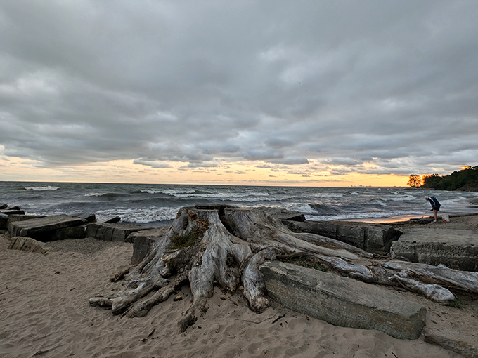 Driftwood sculpture gallery, admission free! Nature's weathered artwork provides the perfect foreground for those moody sunset photos everyone envies.