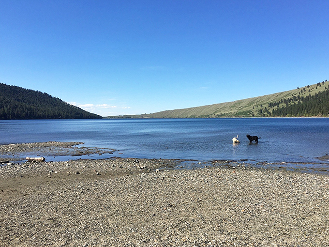 Wallowa Lake's crystal waters invite both dogs and humans for refreshment – nature's swimming pool with a mountain view that no resort can match.