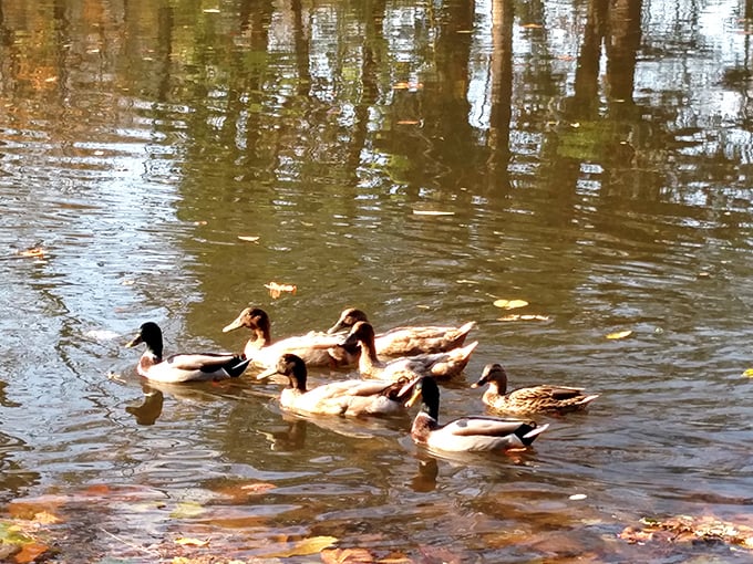 Even the local waterfowl appreciate historic architecture, forming their own impromptu tour group at the base of this engineering marvel.