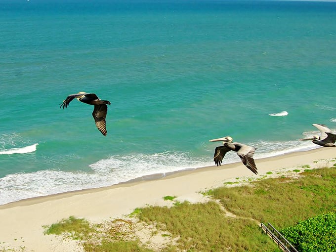 Pelicans patrol the pristine shoreline like feathered fighter jets on reconnaissance. Nature's air show happens daily, no tickets required.