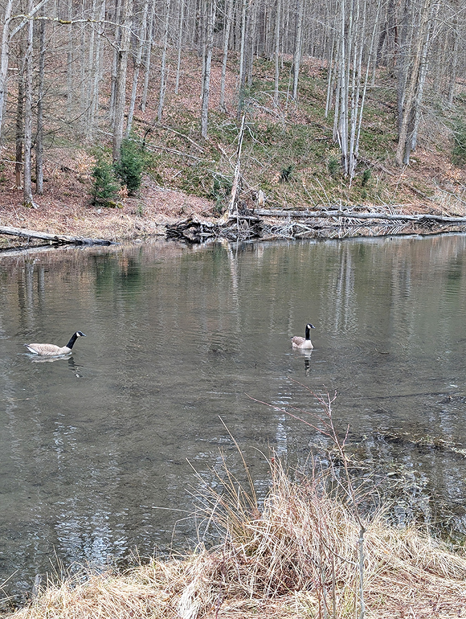 Two Canada geese enjoying their morning commute on glass-like waters. No honking horns here, just the occasional honk of feathered residents.