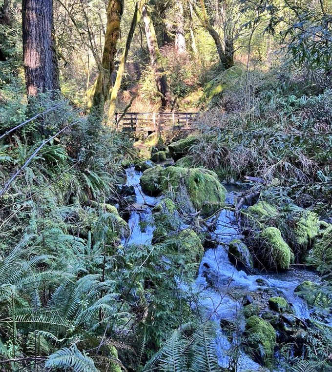 Mother Nature's own water feature&mdash;a moss-draped creek that looks like it was designed by the world's most talented landscape architect.