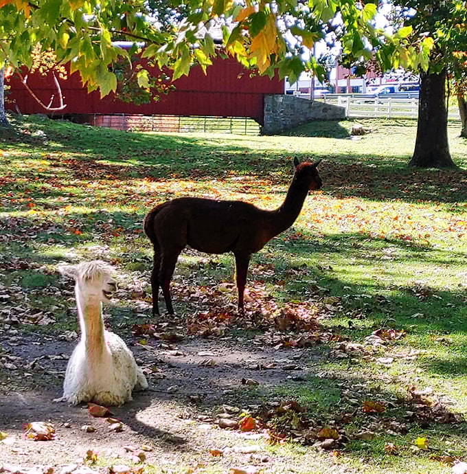 "Hello there, neighbors!" These curious alpacas add an unexpected touch of whimsy to your covered bridge adventure in Amish Country.