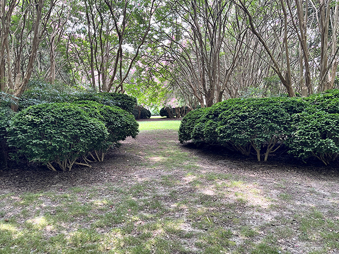 A garden pathway framed by meticulously maintained hedges. Like walking through a green-walled maze designed by Mother Nature herself with a little human assistance.