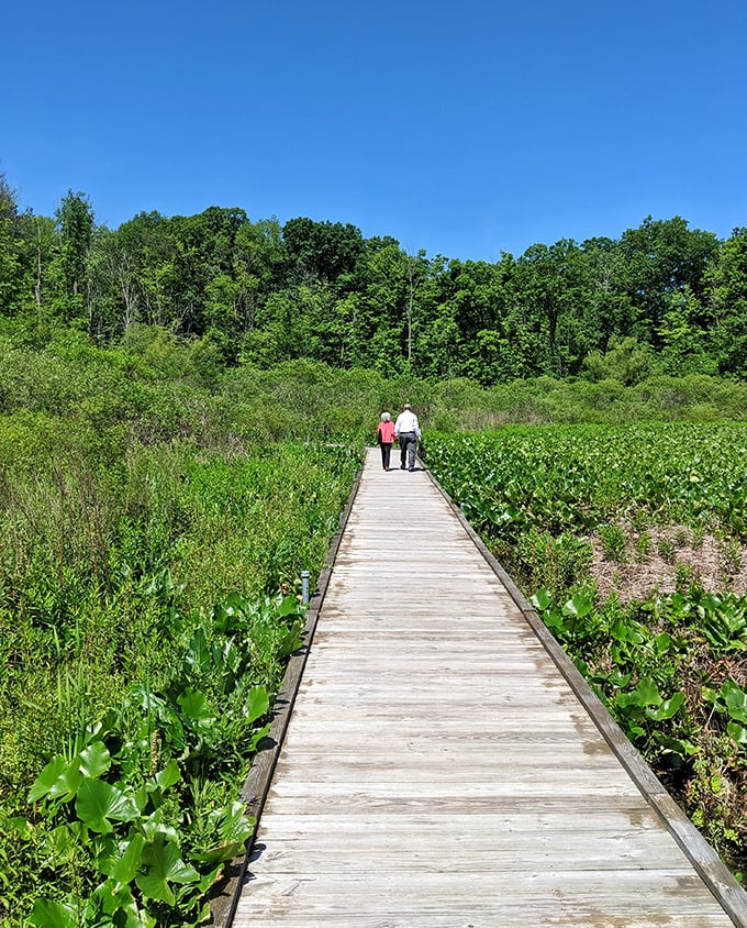 Wooden boardwalks: where nature meets accessibility. This peaceful wetland stroll might just be the highlight of your visit&mdash;no crowds, just cattails.