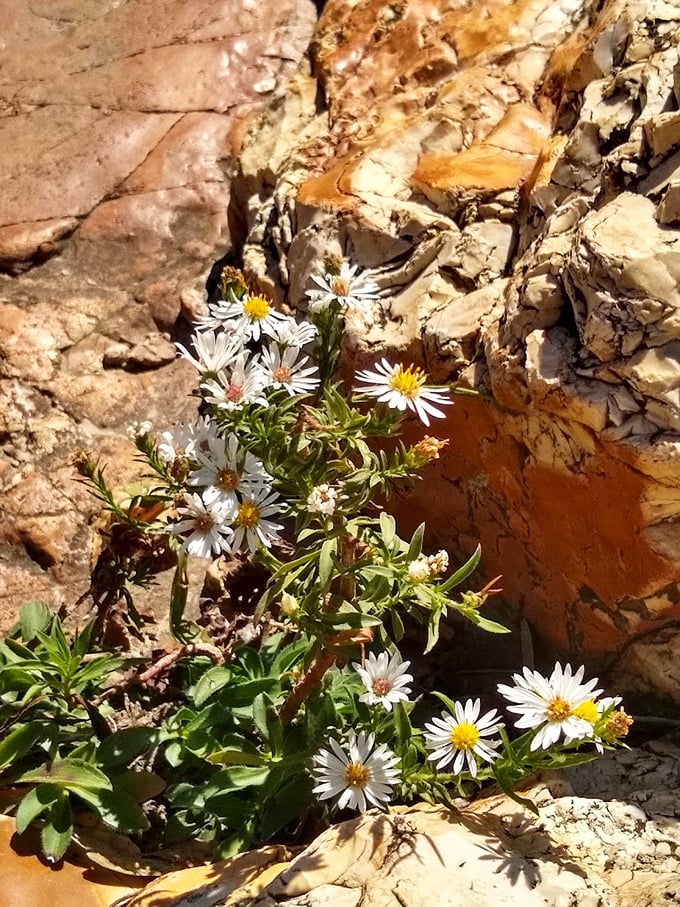 Delicate wildflowers somehow find footholds in seemingly impossible rocky crevices&mdash;nature's reminder that beauty thrives even in challenging conditions.