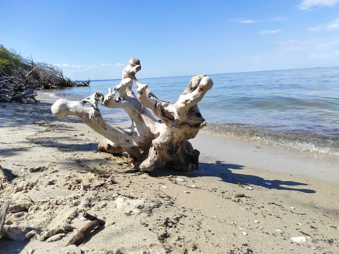 Nature's sculpture garden washes up daily. This bleached driftwood masterpiece has been shaped by water, wind, and time&mdash;no admission fee required.