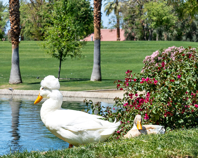 Even the local wildlife has figured out this is prime real estate&mdash;these ducks clearly didn't need to check Zillow before moving in.