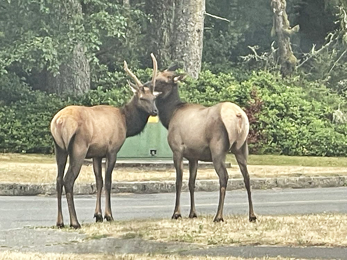 "Excuse me, do you have directions to the campground?" Two Roosevelt elk exchange travel tips in the park, completely unfazed by human neighbors.
