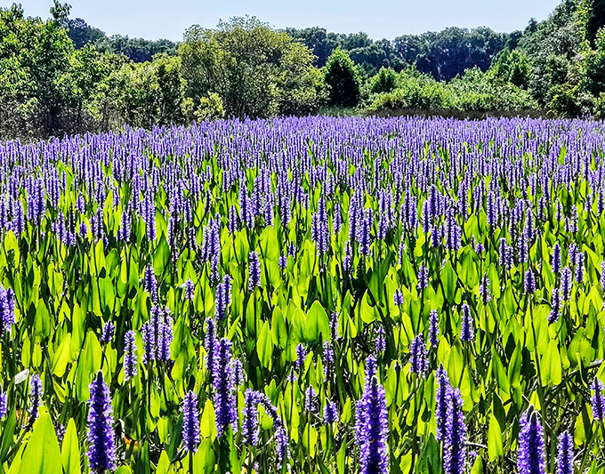 A purple paradise that would make Prince jealous. These pickerelweed blooms turn the prairie into nature's most spectacular flower show. 