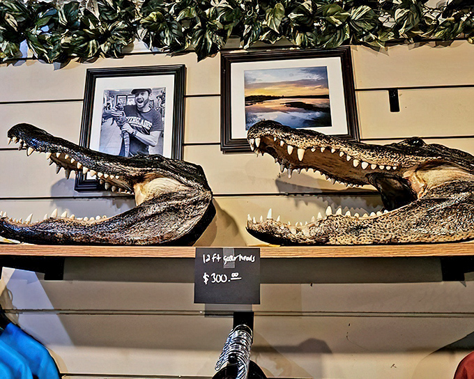 Nothing says "Florida souvenir" quite like a collection of genuine gator grins that'll make your neighbors do double-takes.