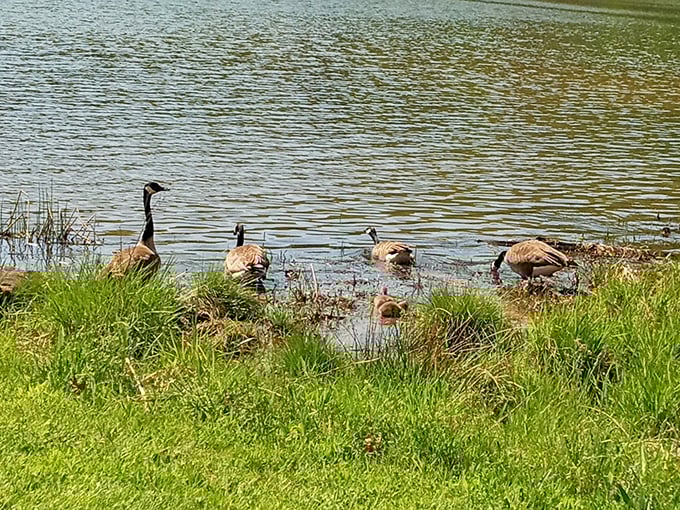 Canada geese holding their neighborhood meeting at the water's edge. They're probably complaining about lake property taxes or planning their winter timeshare down south.