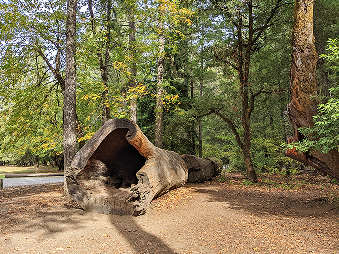 Fallen giants tell their own stories. This hollow log offers a glimpse into the inner world of redwoods without requiring a driver's license.