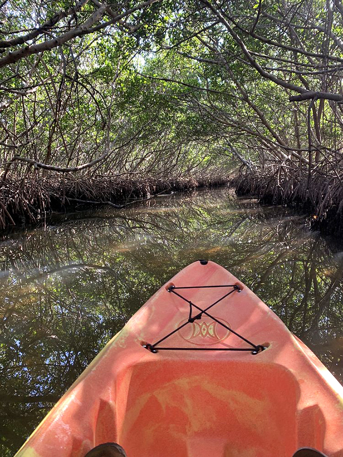 Mangrove tunnels: Mother Nature's answer to Disneyland's water rides, minus the animatronics and long lines. Pure, unscripted Florida magic.