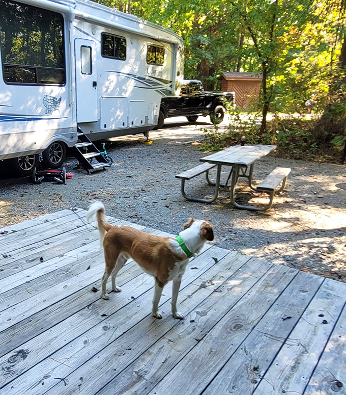 Four-legged explorers welcome! This canine trail scout demonstrates proper camping etiquette while inspecting the premises for squirrel activity.