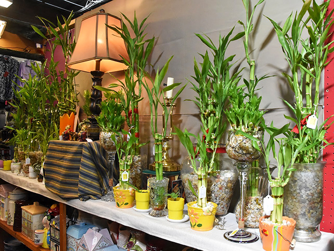 Even the plants here have personality, ready to turn your brown thumb green with possibility.