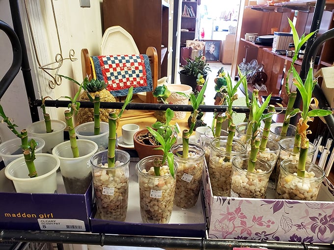 Lucky bamboo reaching skyward in recycled containers. Who knew plant parenting could be this affordable? Your windowsill is begging for these green companions.
