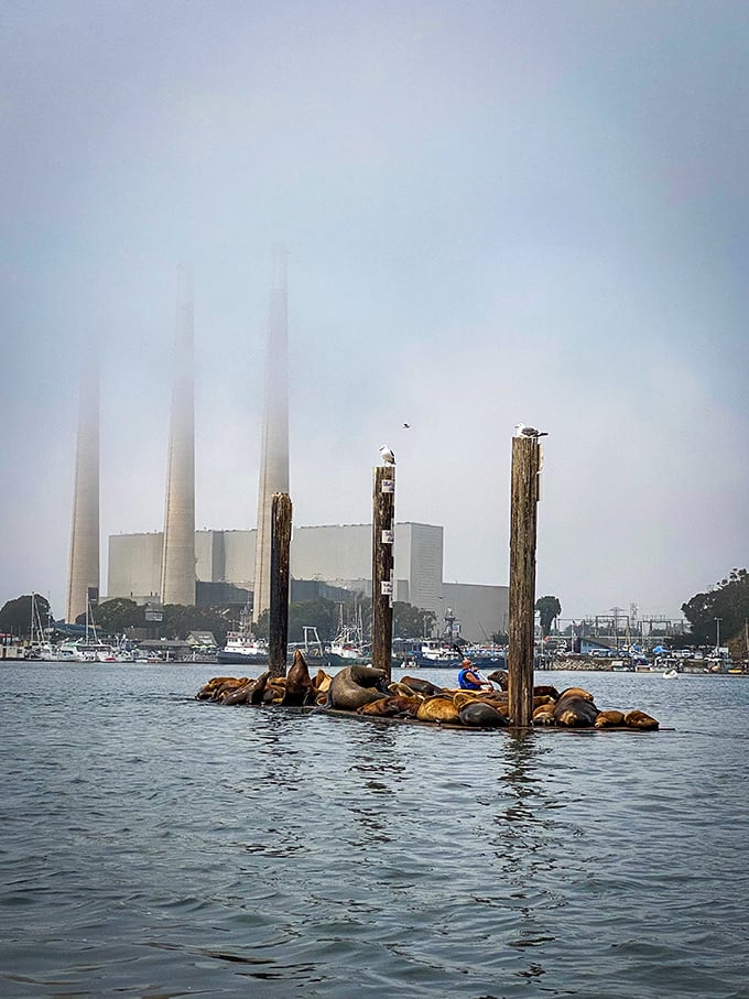 Sea lions lounging on their waterfront real estate, living their best lives while the rest of us pay mortgages.