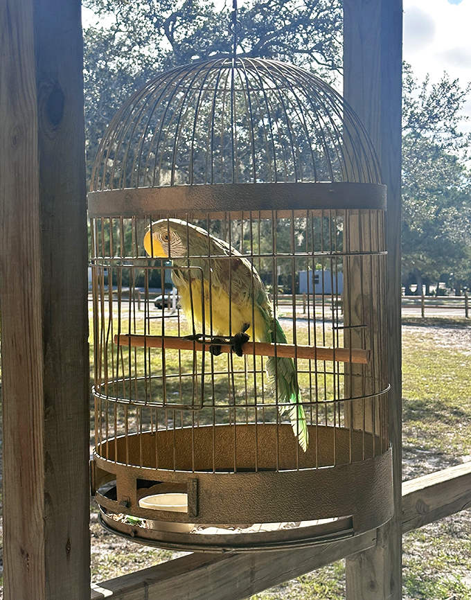 This feathered resident seems to be saying, "Yes, I'll pose for photos, but don't expect me to give away all the park's secrets."