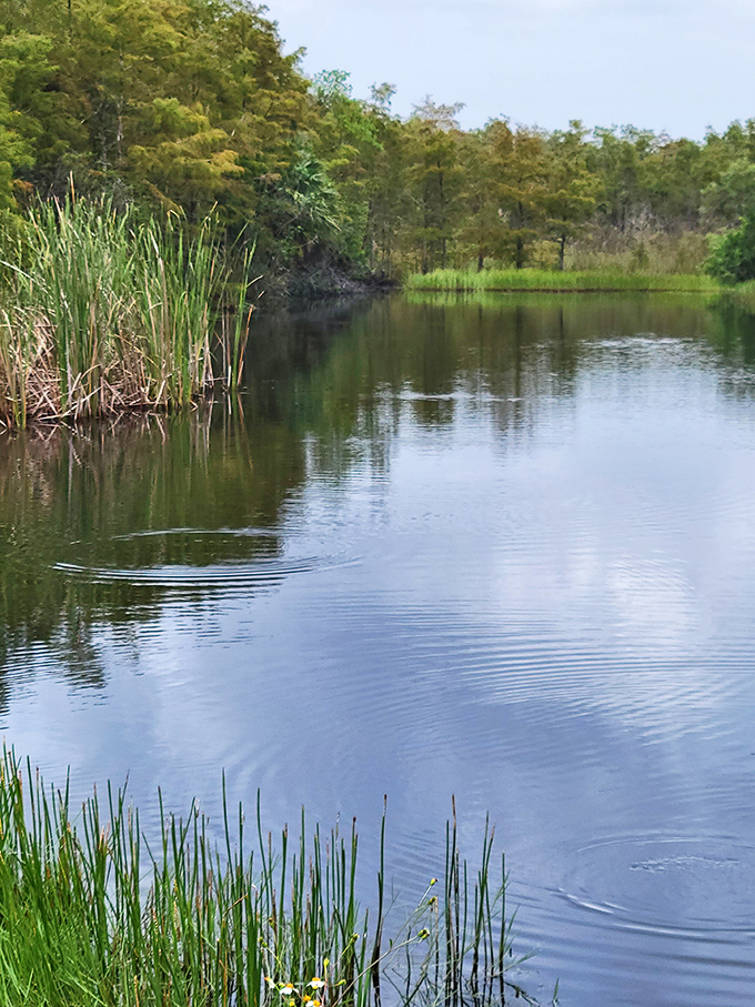 Ripples on glass-like water reveal hidden life below the surface. This tranquil scene is Florida's version of meditation&mdash;alligators included.