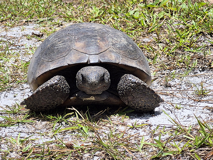 Meet the landlord! This gopher tortoise, Florida's underground architect, creates burrows that house over 350 other species. Talk about a generous neighbor!
