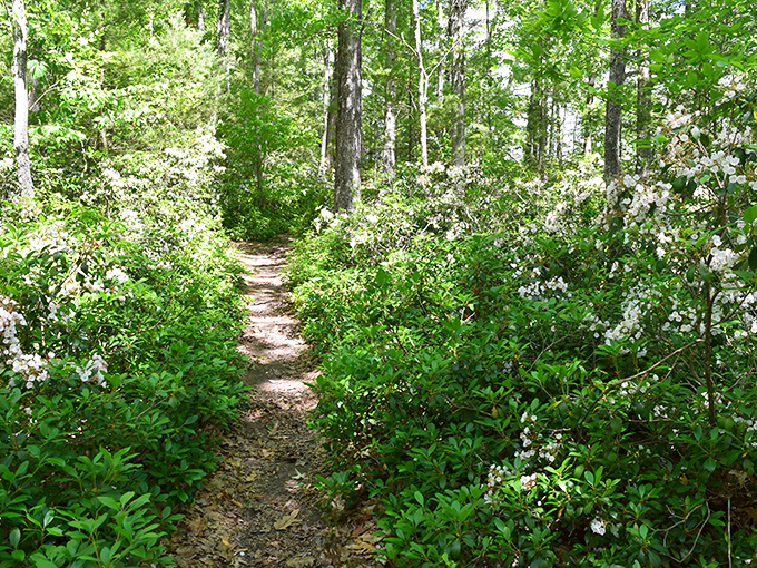 Forest paths that make you understand why Thoreau got so excited about walking in the woods.