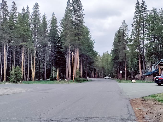 Pine-lined streets where forest meets civilization. In Bear Valley, even the neighborhood roads feel like nature trails with parking spots.