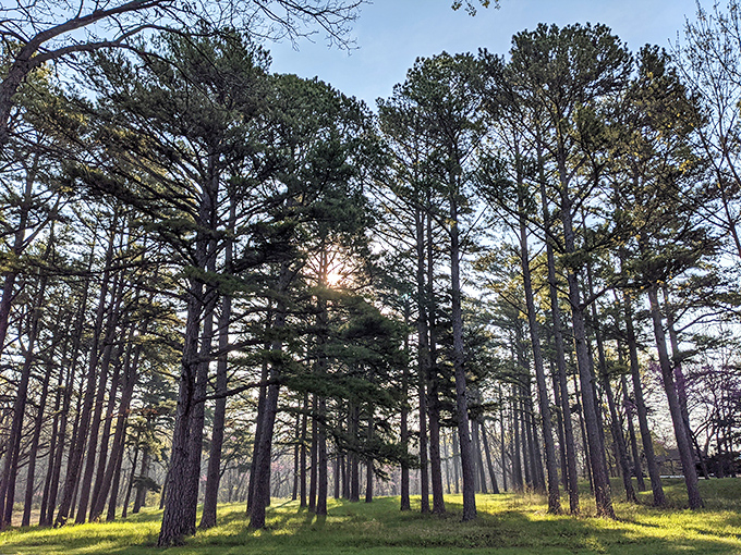 Sunlight plays hide-and-seek through towering pines. Standing here feels like being in nature's cathedral&mdash;reverence comes naturally.