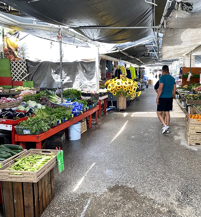 Fresh vegetables line the pathway like nature's artwork. That pop of green against the red bins is enough to inspire even the most reluctant home cook.
