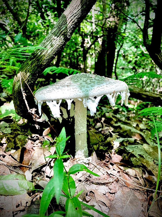This otherworldly mushroom looks like it's wearing a melting wedding cake. Nature's fungi fashion show proves that even the forest floor has its haute couture moments.