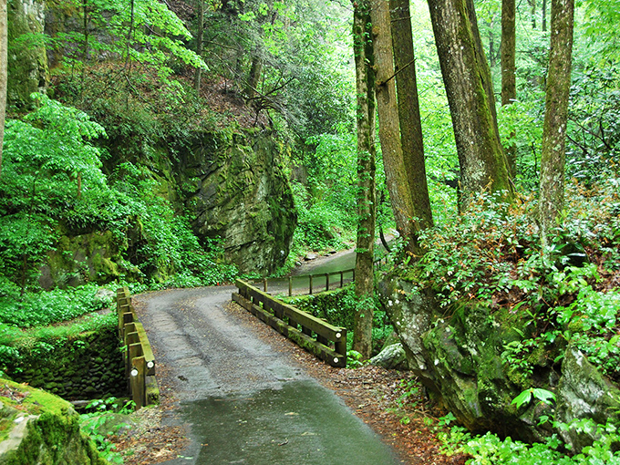 Roaring Fork's narrow path squeezes between ancient trees, creating a green cathedral that makes you whisper without meaning to.