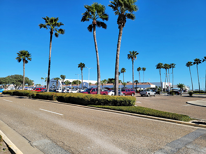 Harlingen's wide boulevards make for easy cruising, with the Rio Grande Valley's famous palm trees standing sentinel.