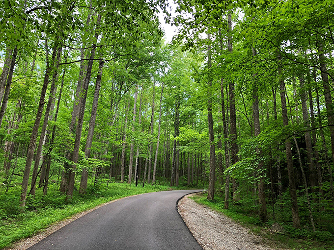 Nature's secret passage! Roaring Fork Motor Trail's stone tunnel frames the forest beyond like a living postcard.