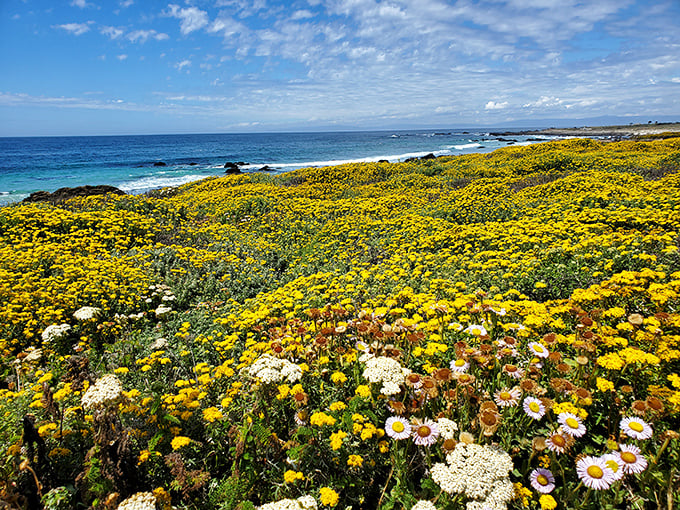 Nature's garden show! Wilder Ranch's spring wildflower display is like someone spilled a giant box of crayons across the coastline.