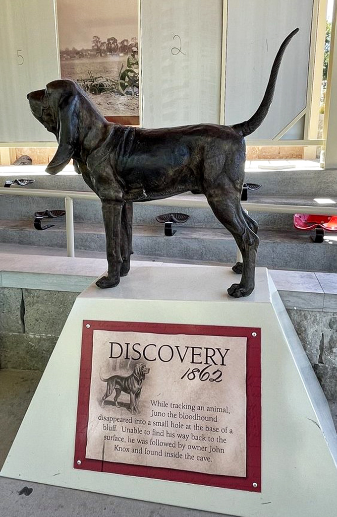 Meet the real hero of this cave story. This statue honors Juno, the curious bloodhound who accidentally discovered the cave in 1862.