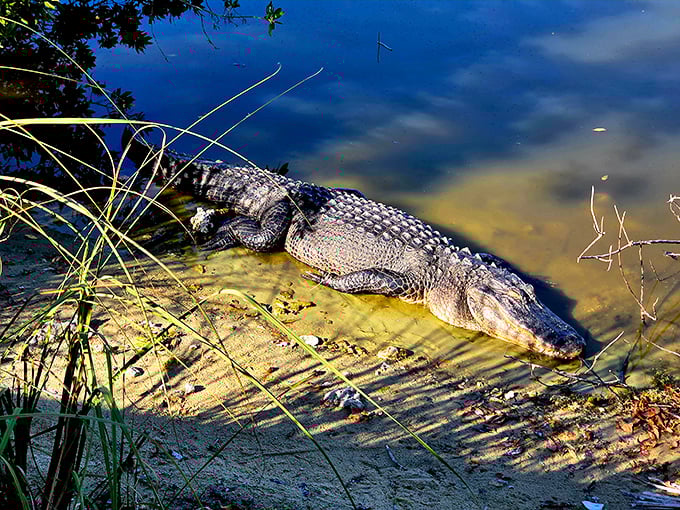 The original Florida resident lounging like he owns the place&mdash;which, technically, he does. Always give these prehistoric sunbathers their personal space.