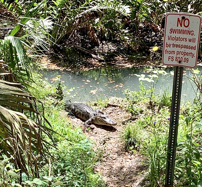 The neighborhood's most photogenic resident, proving Florida wildlife knows how to make an entrance.