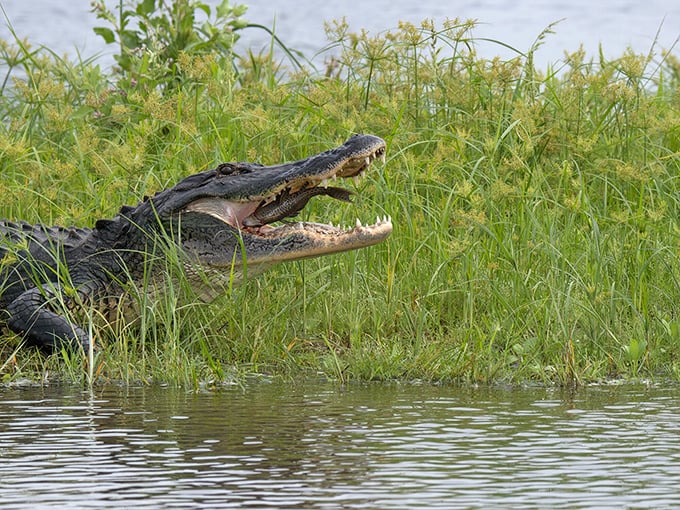 Nature's original Florida resident showing off those prehistoric pearly whites. This is their house &ndash; we're just the temporary houseguests with cameras. 