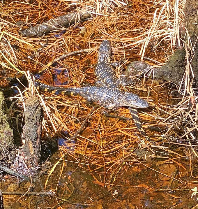 Local residents sunbathing with the confidence of creatures who own the neighborhood.