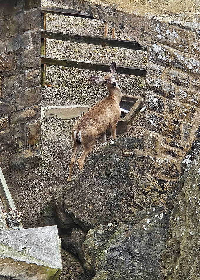 Even the local wildlife appreciates historic architecture&mdash;this deer probably has better hiking skills than most tour participants.