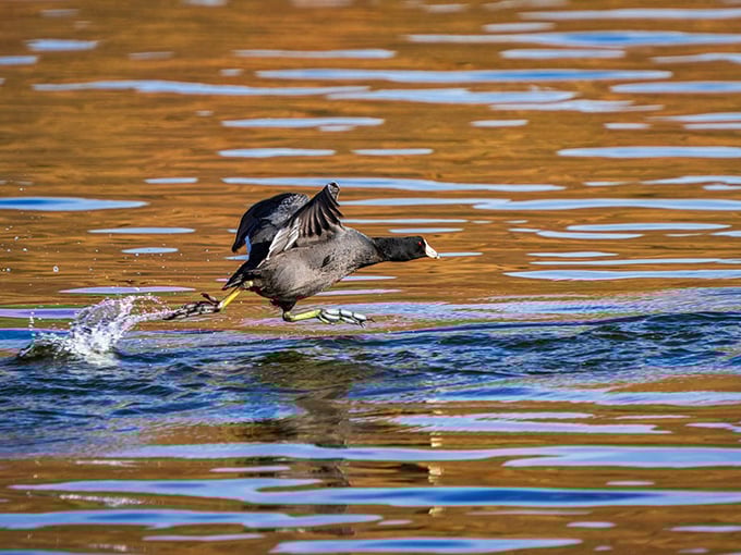 "Excuse me, coming through!" A determined American Coot makes its runway approach across golden waters. Nature's own water taxi service.
