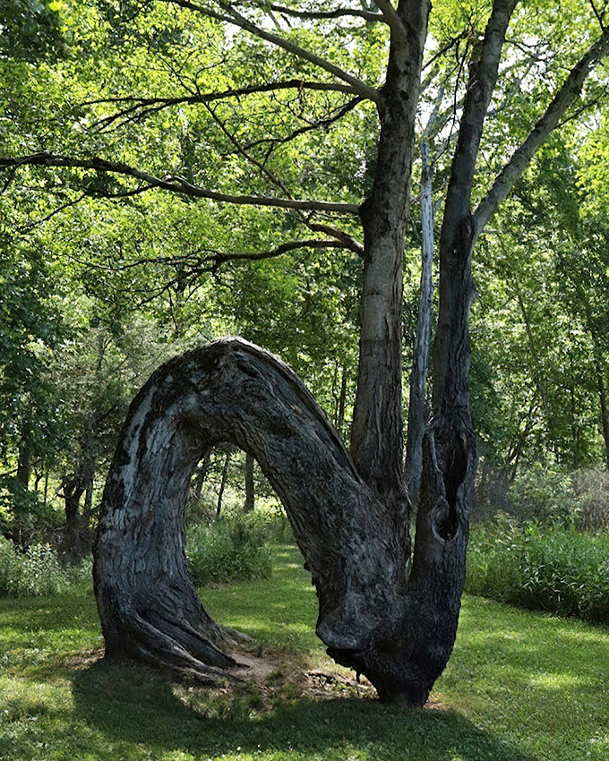 Mother Nature's sculpture garden features this remarkable arch tree, proving she's been in the installation art business long before humans.