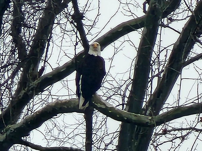 A majestic bald eagle surveys its kingdom from above, proving that even America's symbol appreciates spectacular scenery.