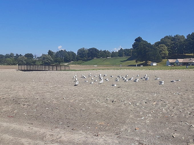 A parliament of gulls holds an impromptu beach conference. They're either discussing migration patterns or plotting sandwich heists from unsuspecting picnickers.