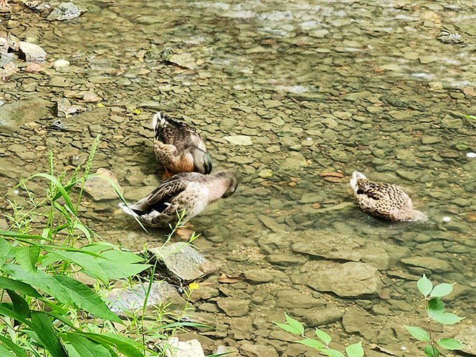 "We live here, thanks for visiting!" Local mallards enjoy the crystal-clear waters of Hayden Run Creek, nature's equivalent of a luxury spa.
