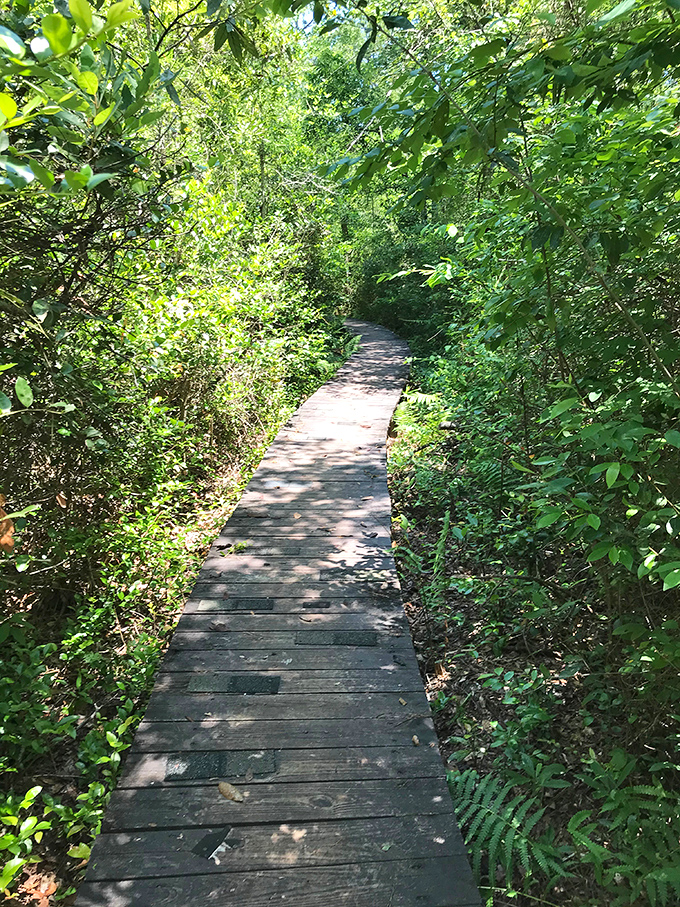 Walking on water, minus the biblical implications. This wooden boardwalk lets you explore wetland ecosystems while keeping your socks mysteriously dry.