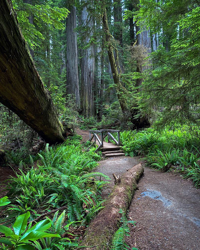 The Boy Scout Tree Trail delivers more "wow" moments per mile than any highway in America, with sword ferns standing guard along the path.